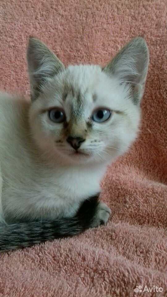 Тайские котятки