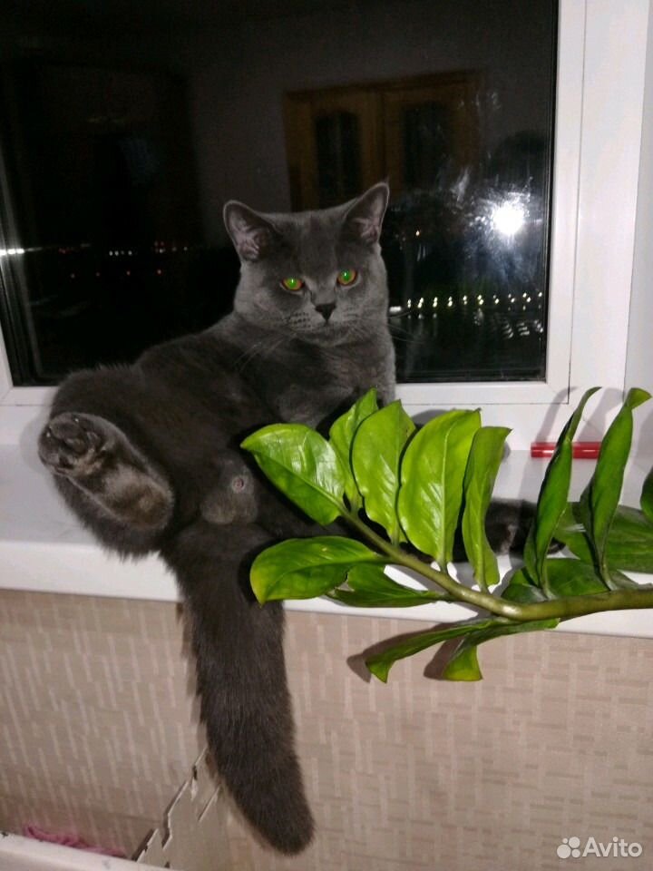 Британский кот, приглашает кошечку на вязку
