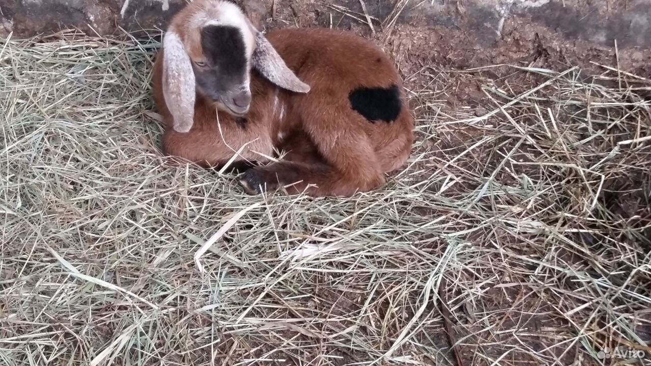 Молочные козы дойные. Доставка по городу и области