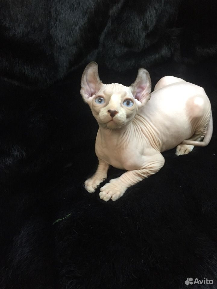 Канадский сфинкс Эльф