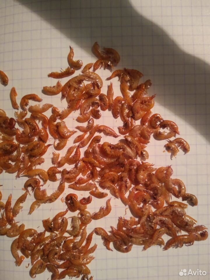 Гаммарус