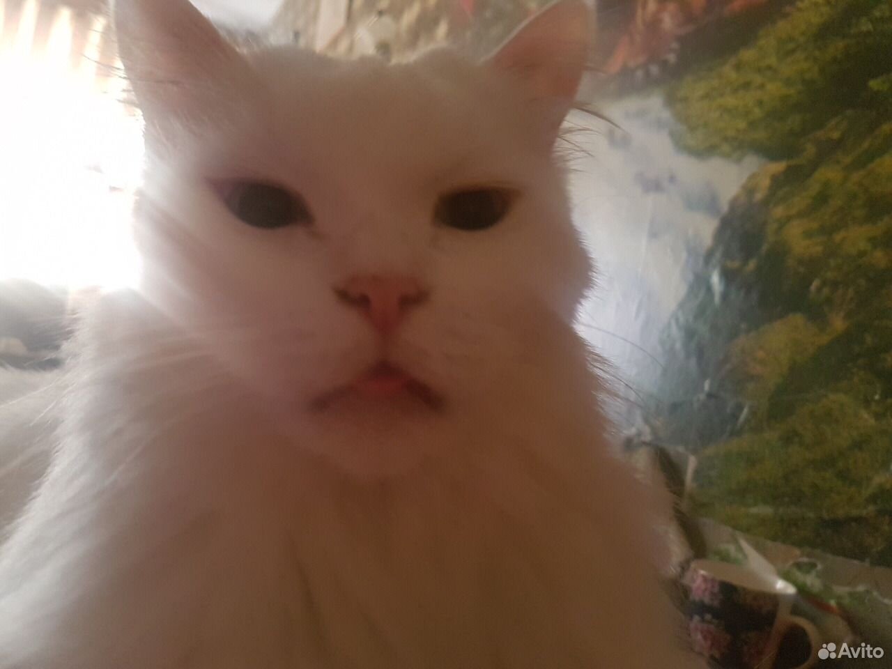 Ангорский пушистый кот