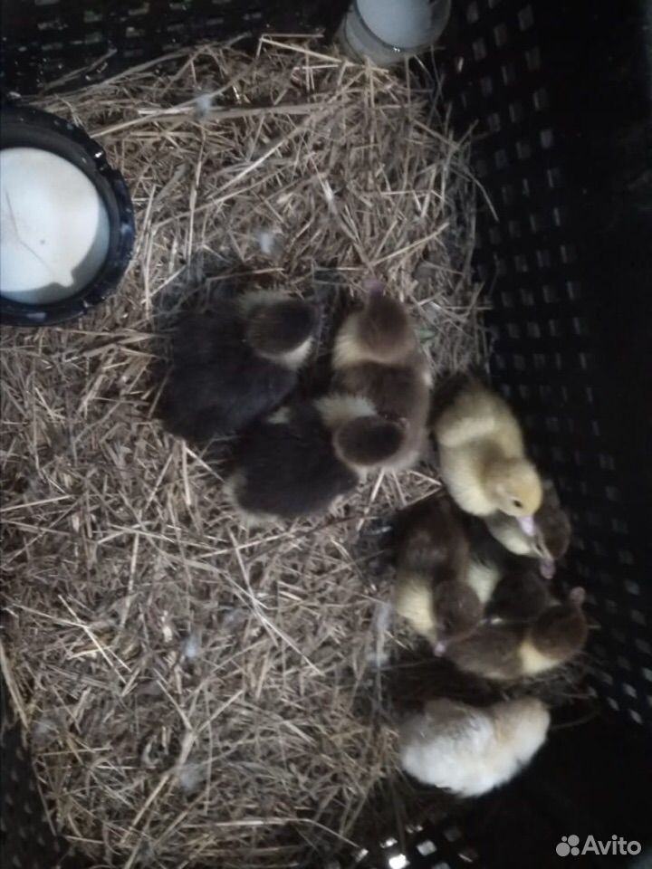 Индоутята, 7 дней