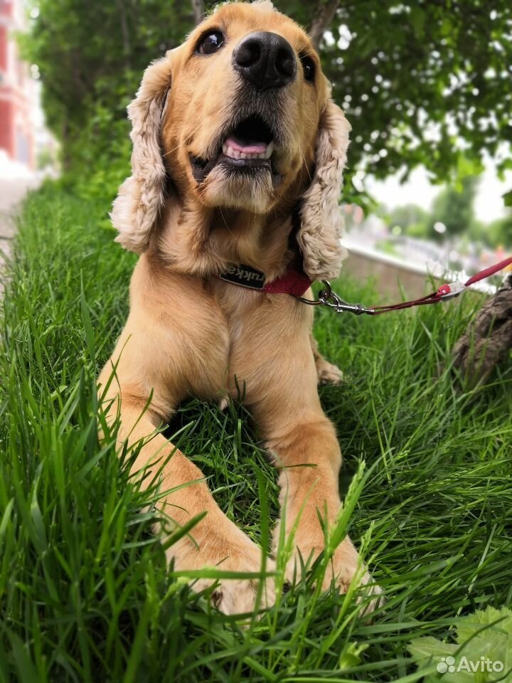 Предлагается на вязку супер мальчик Анг. Кокер-Сп