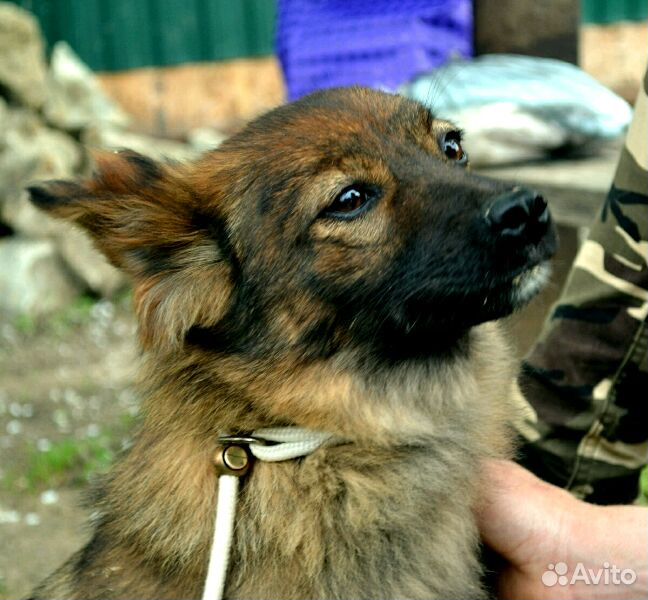 Девочка лисичка