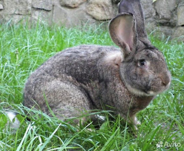 Продаю кроликов породы Фландер и Полтавское серебр