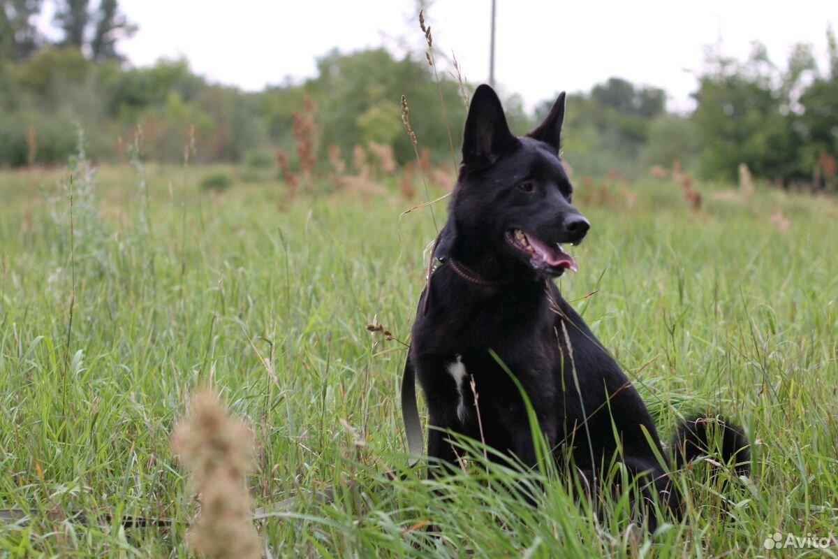 Отдам даром в добрые руки собаку Ночку
