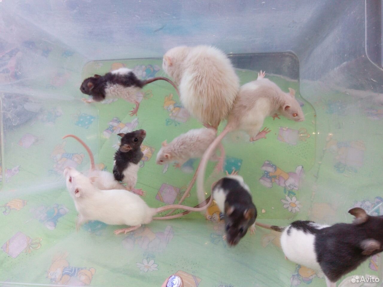 Крысята за шоколадку