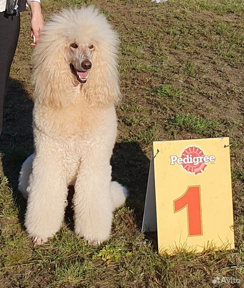 Пудель Король абрикос (вязка)