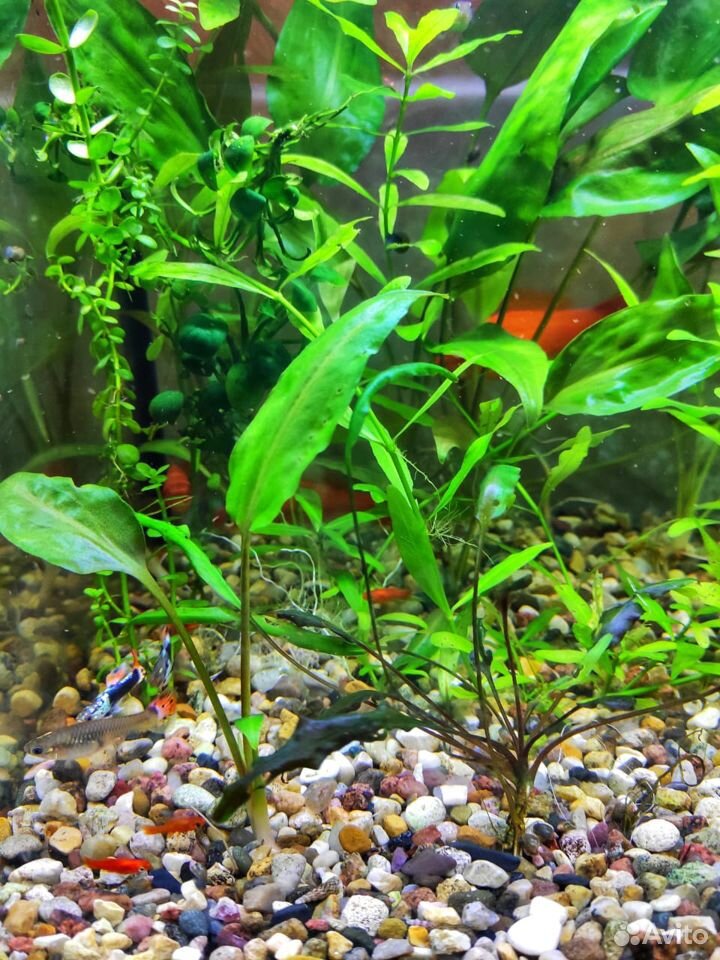 Водоросли и улитки для аквариума
