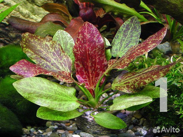 Сортовые эхинодорусы