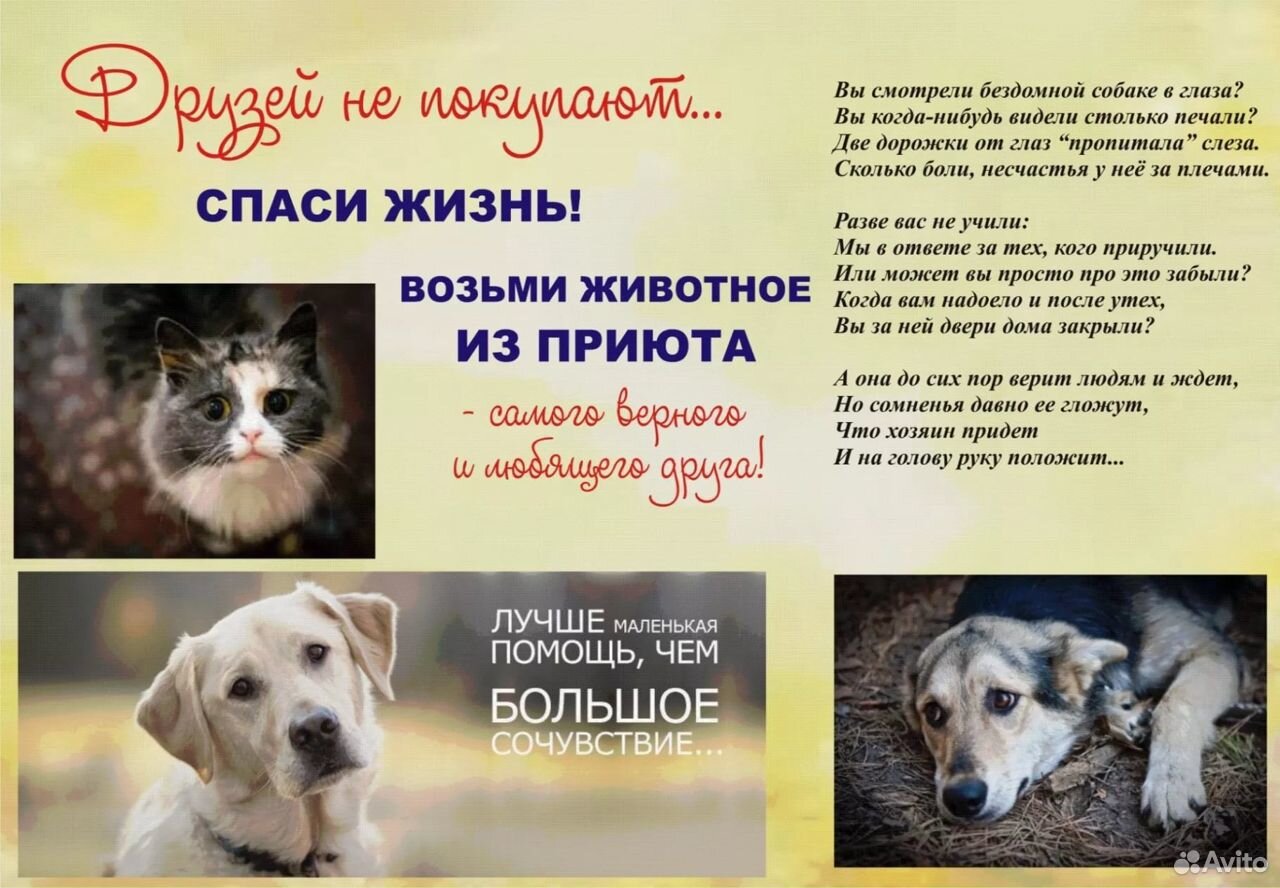 Взрослые собаки из приюта