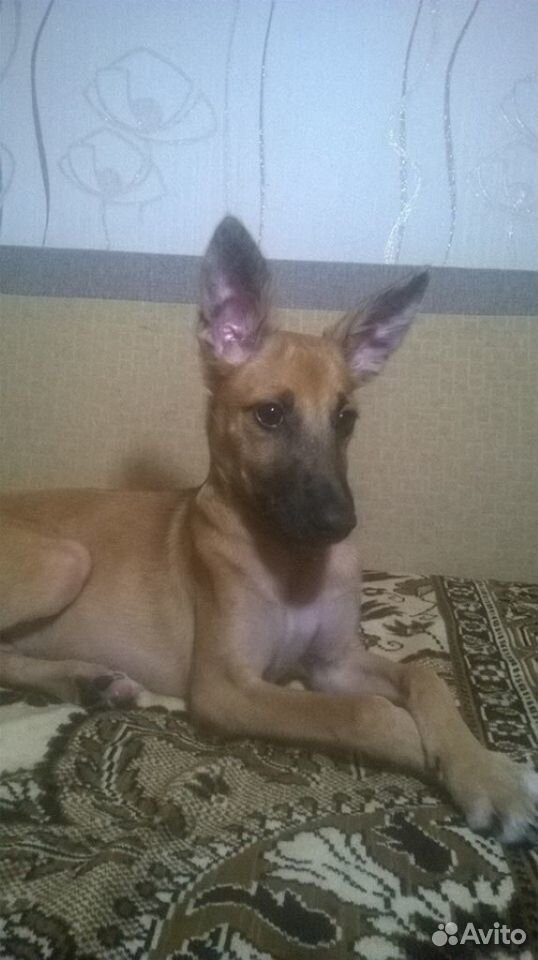 В добрые руки