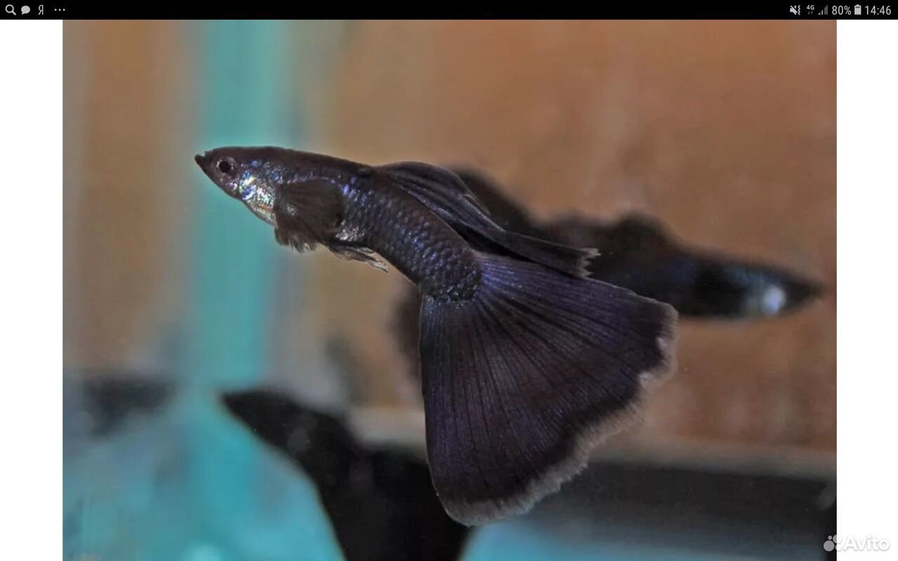 Гуппи чистая линия black full, red full