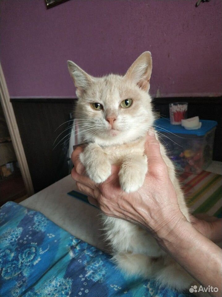 Домашняя персиковая ласковая кошечка в дар