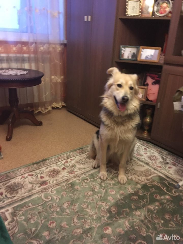Собака