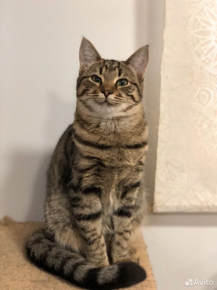 Полосатый Котенок-девочка