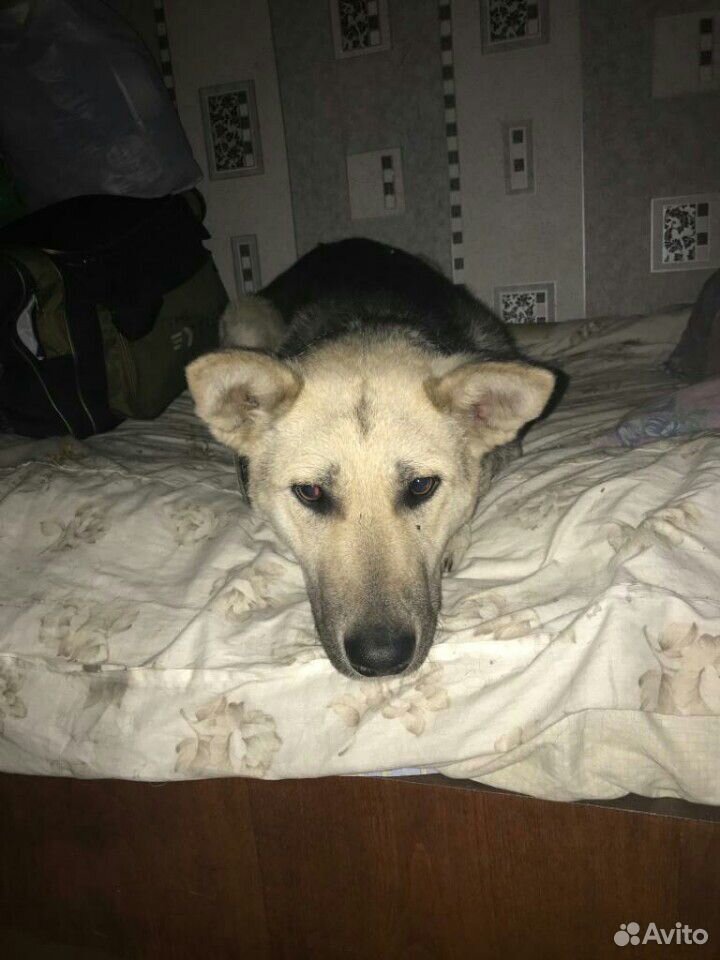 Собака овчаристого типа