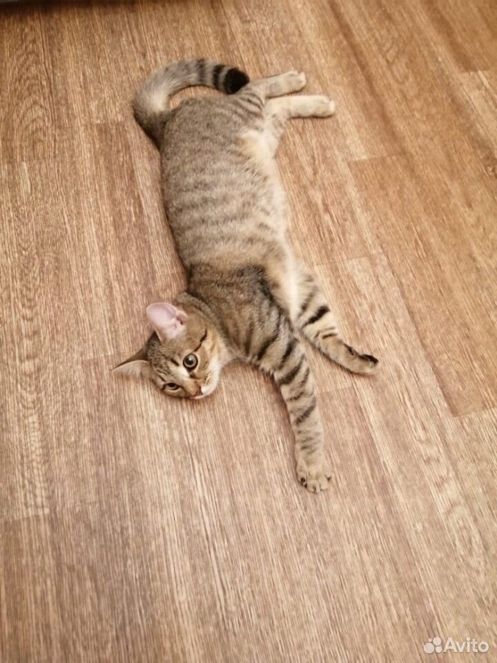 Котенок Кошка 1,5 года помесь сибирской и британск