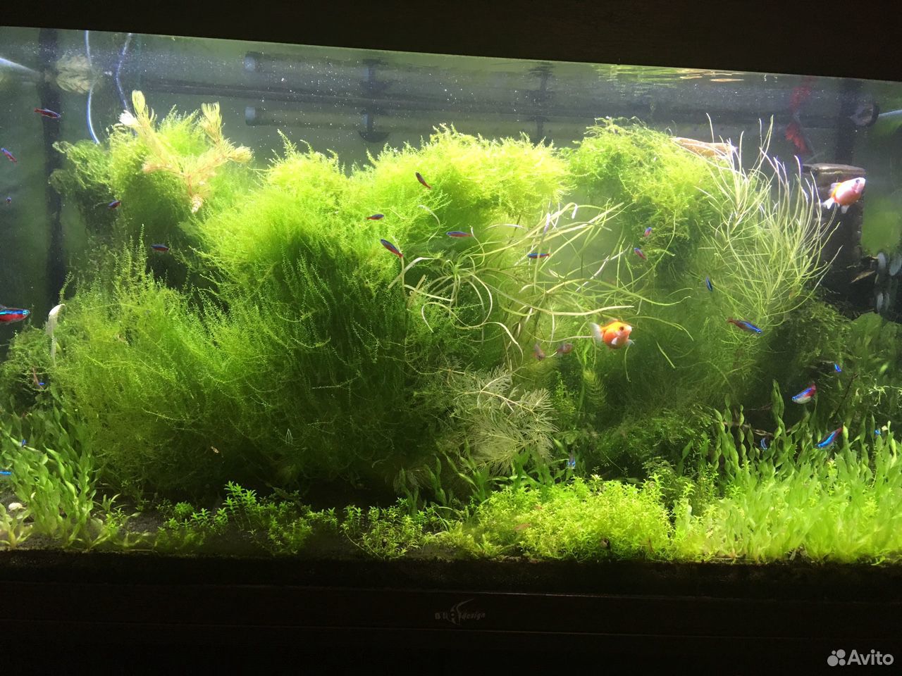 Прополка. Погостемон октопус, валеснерия, микрнтен