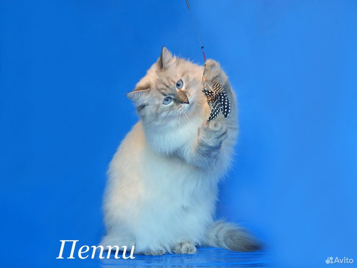 Невская маскарадная юная кошечка Пеппи