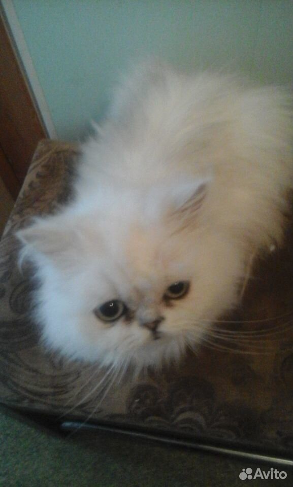 Котёнок персидская шиншила