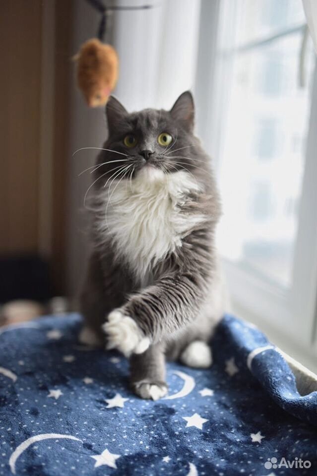 Чудесная девочка Буся ищет семью