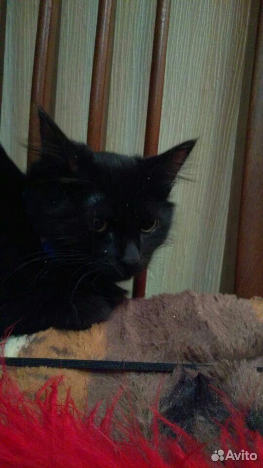 Котёнок чёрный