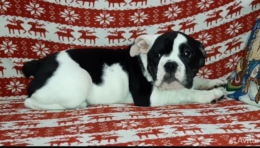 Английский бульдог