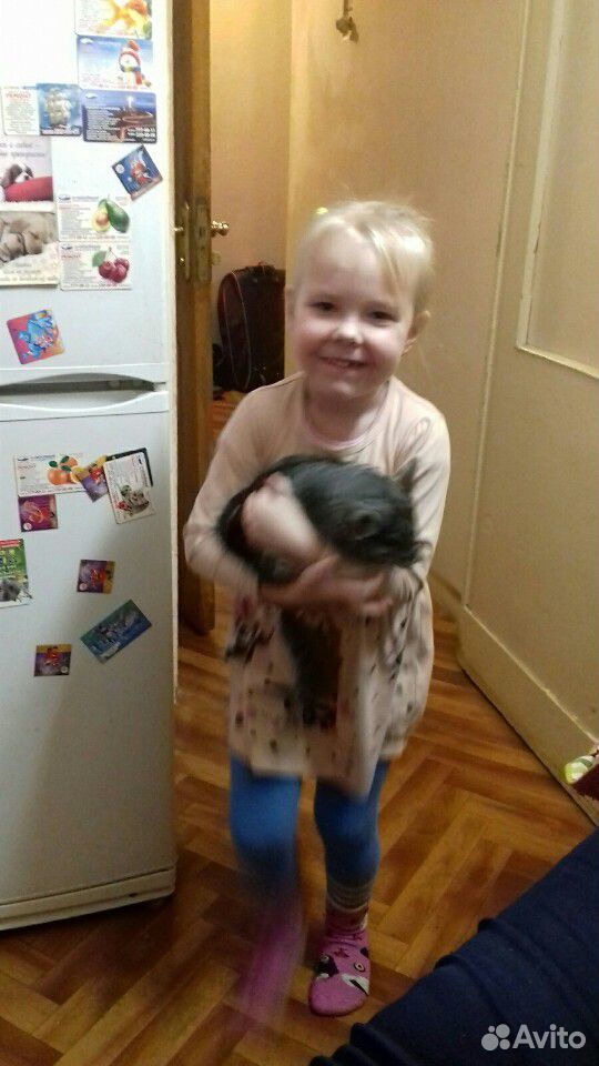 Белка земленая