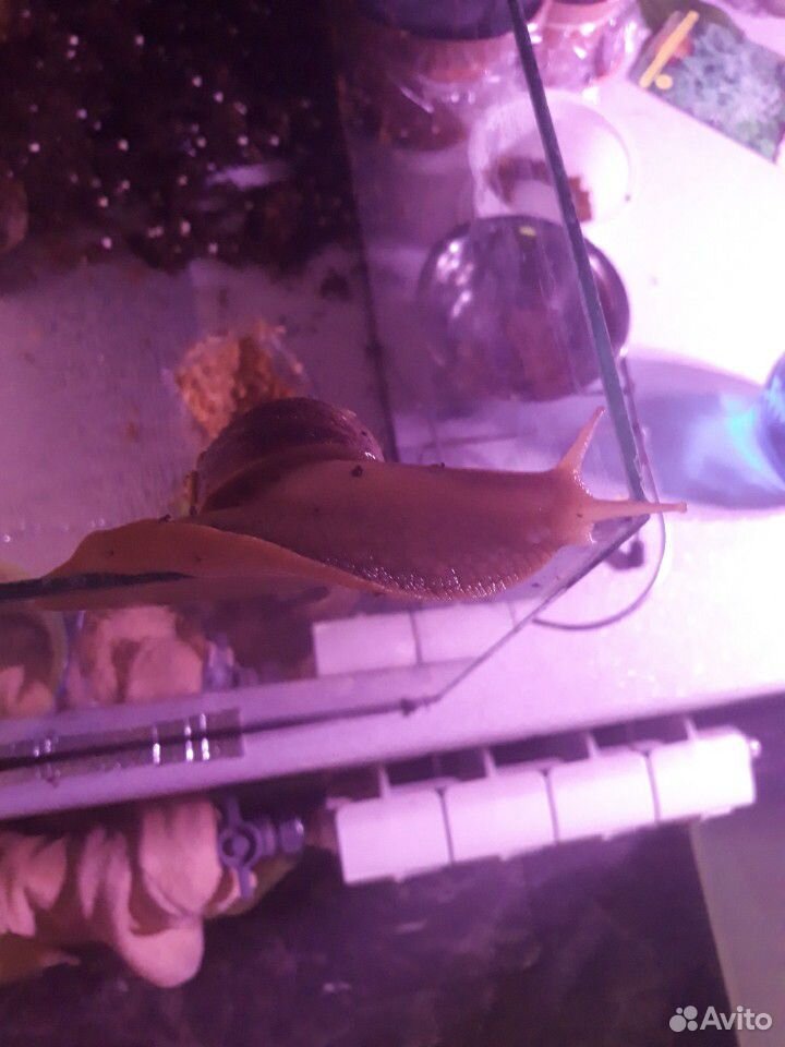 Улитки Ахатин