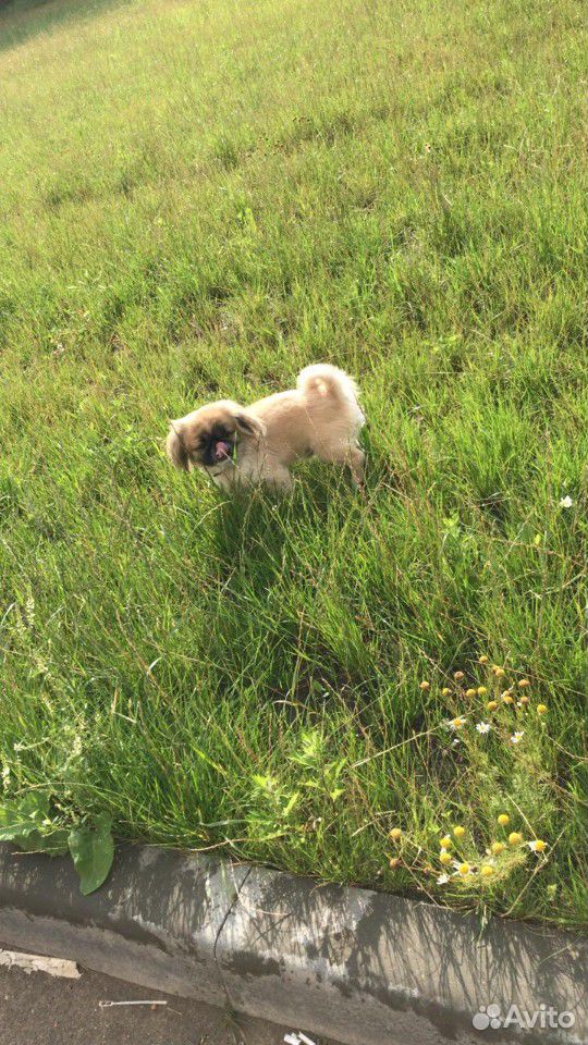 Вязка.Кобель