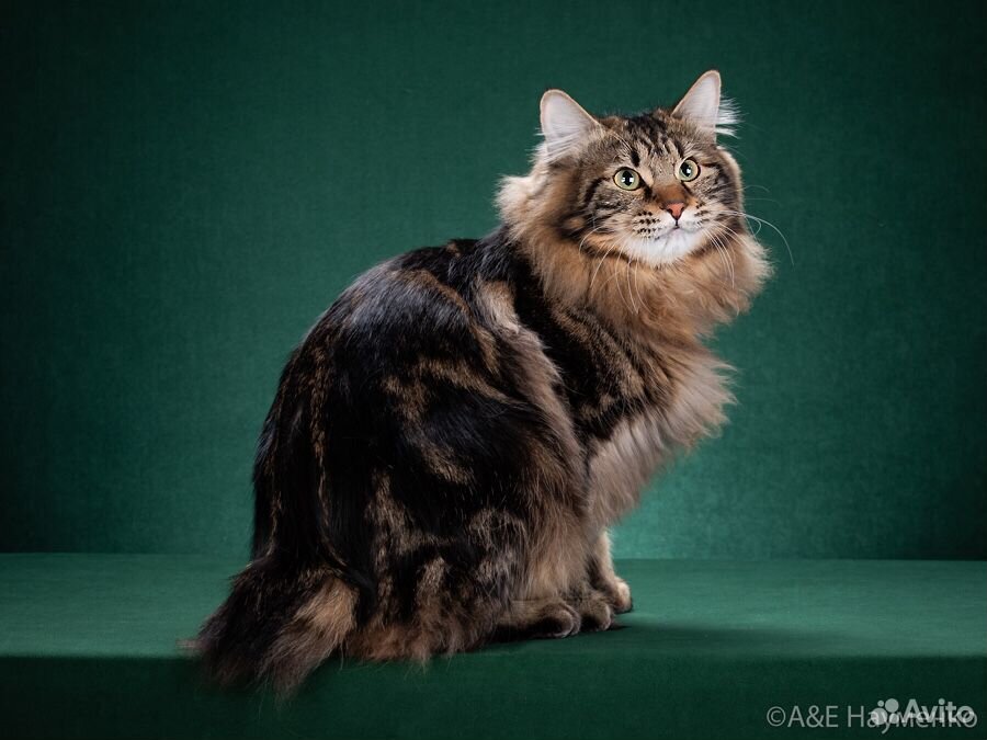 Курильский бобтейл Жених для вязки