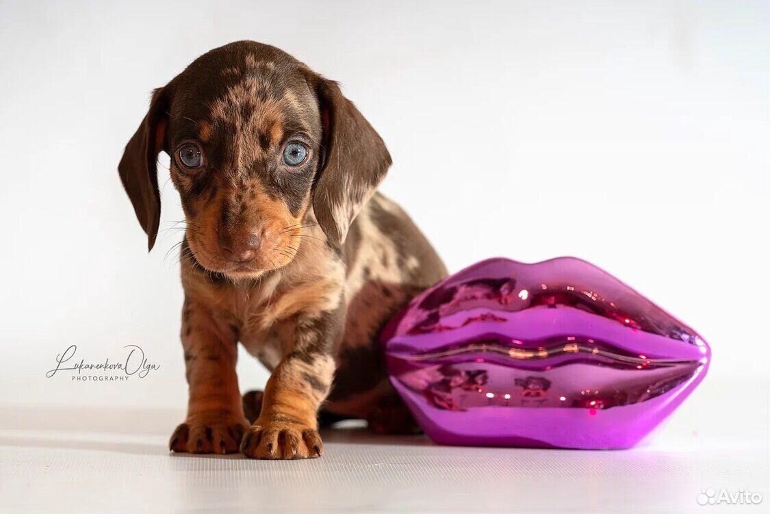 Кофейно-мраморные мини-таксы