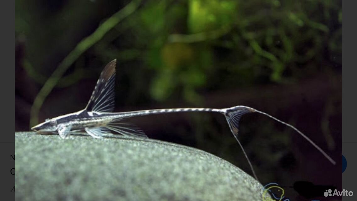 Стурисома Панамская малыши 5,6,см