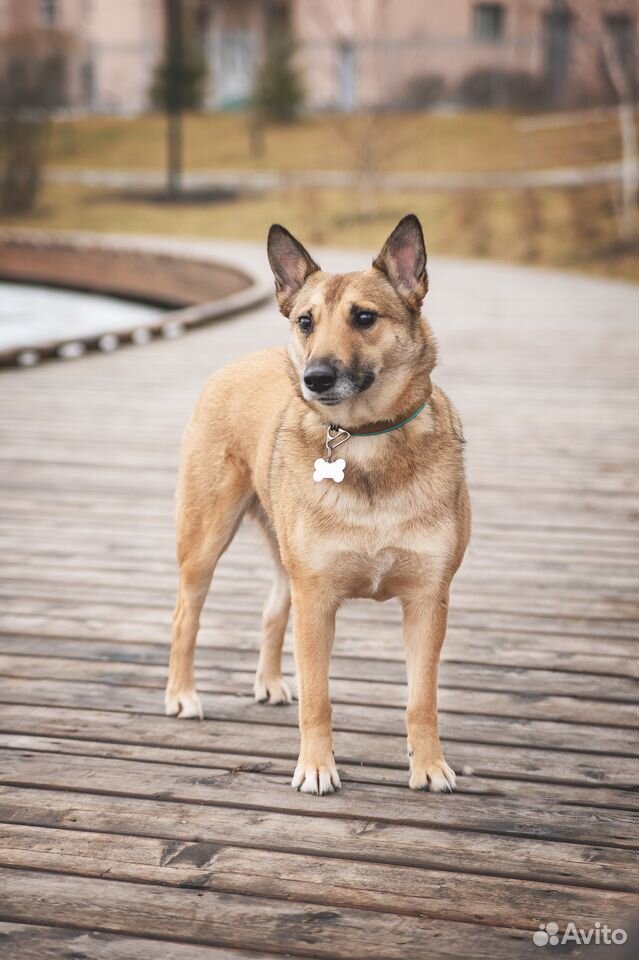 Миниатюрная Ириска ищет дом (в дар)