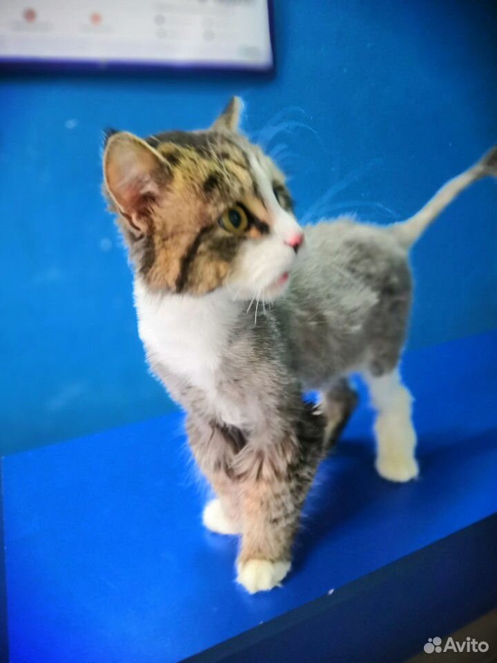 Кот