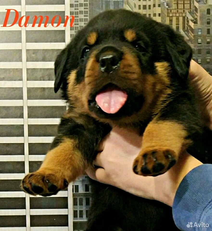 Щенки ротвейлера Германия