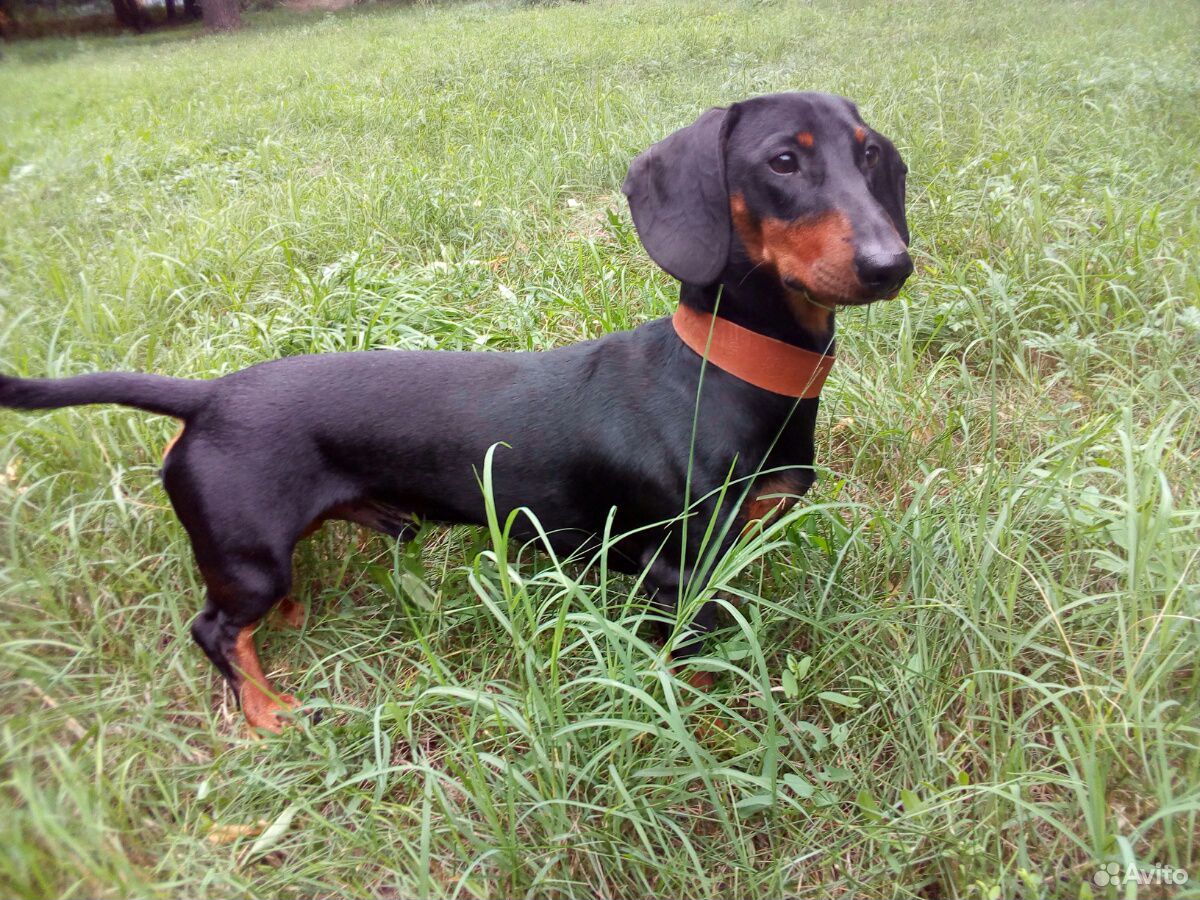 Такса стандарт. супер кобель.вязка