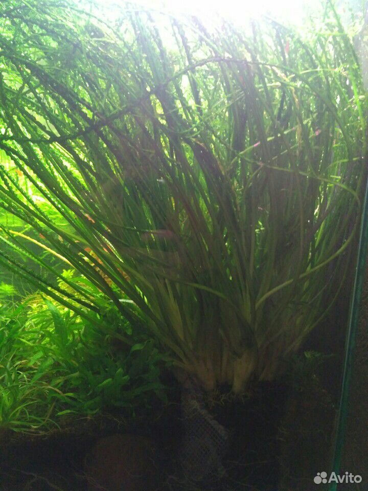 Аквариумное растение