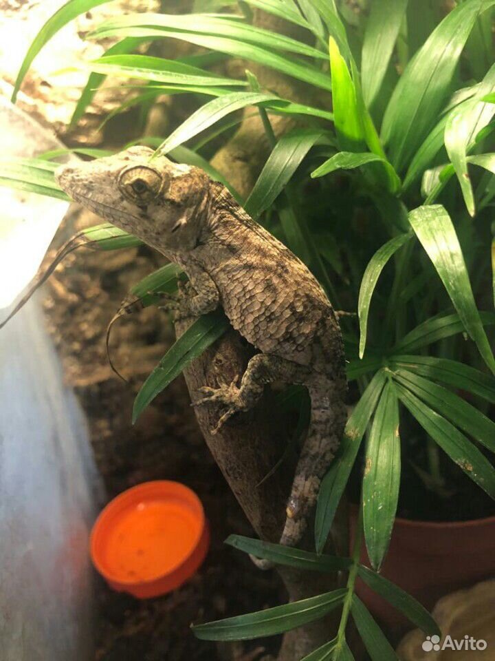 Хамелиолис