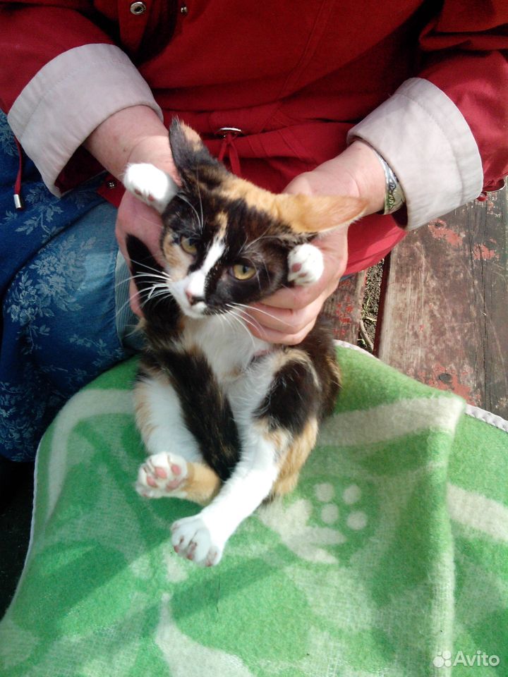 Трехцветная кошечка в добрые руки.3 мес
