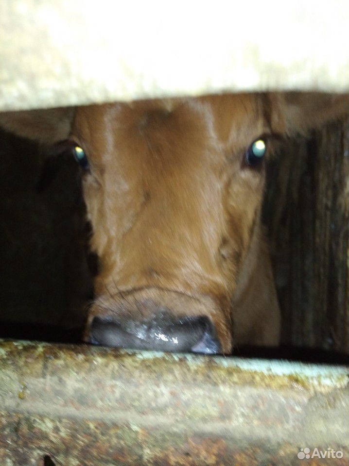 Продам тёлучку торг уместен