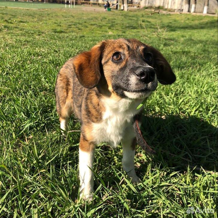 Щенок в добрые руки