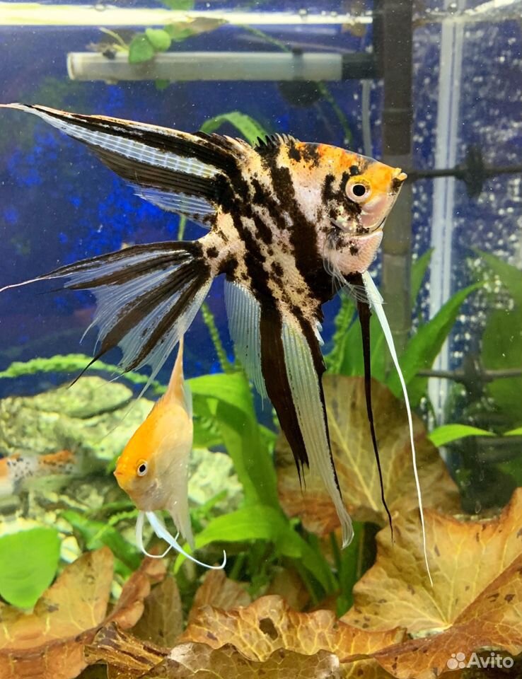 Скалярии Вуаль