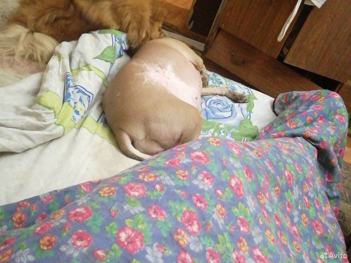 Найдена Азиатская овчарка кобель