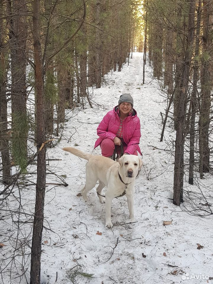 Лабрадор вязка