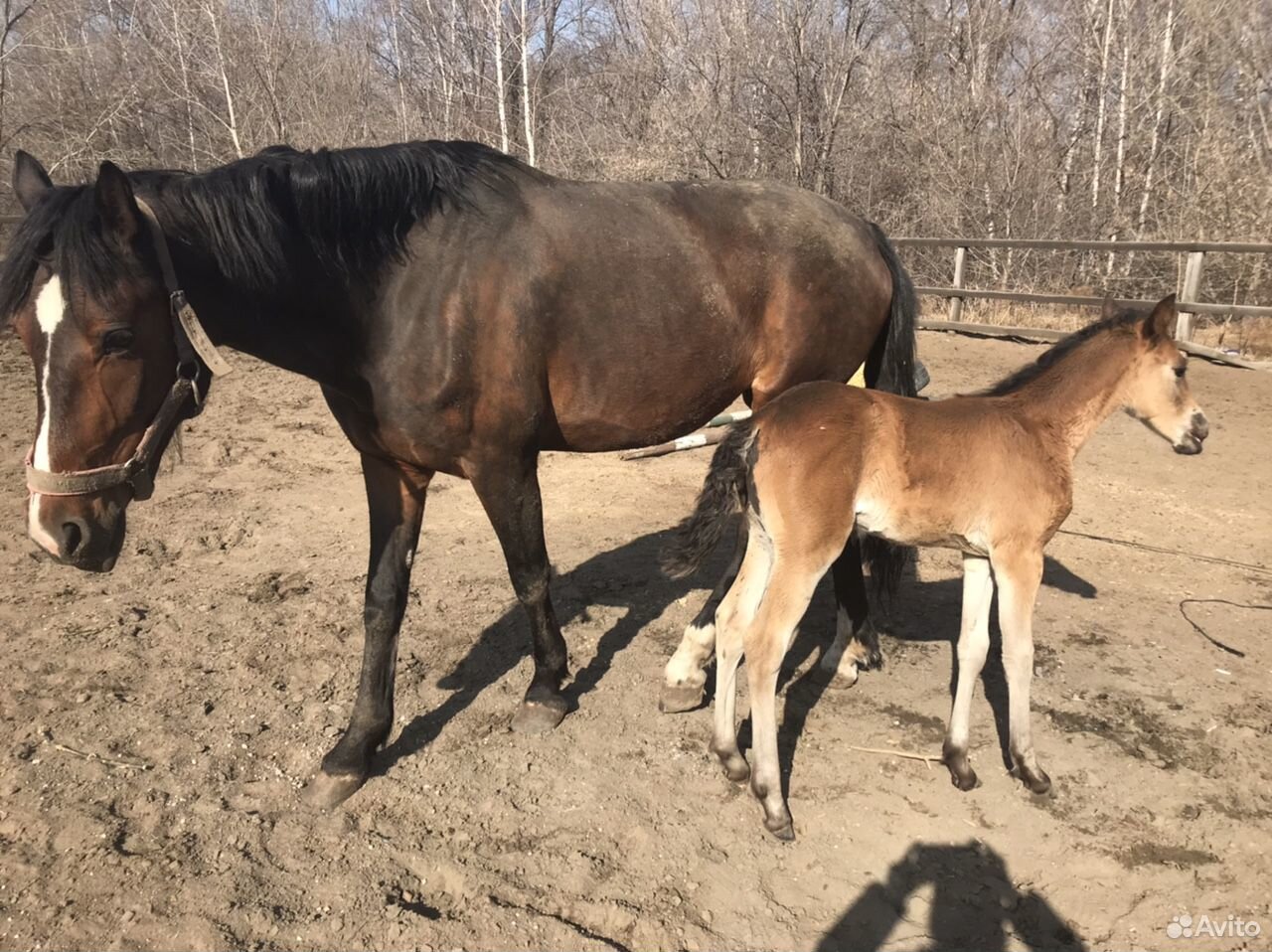 Жеребёнок отъем