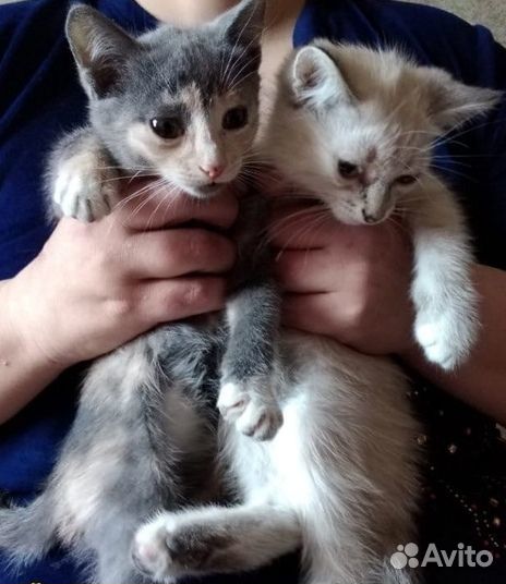 Отдам котят