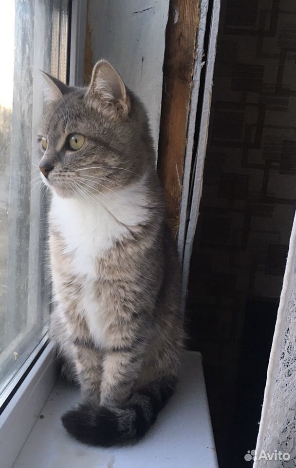 Кошка в добрые руки